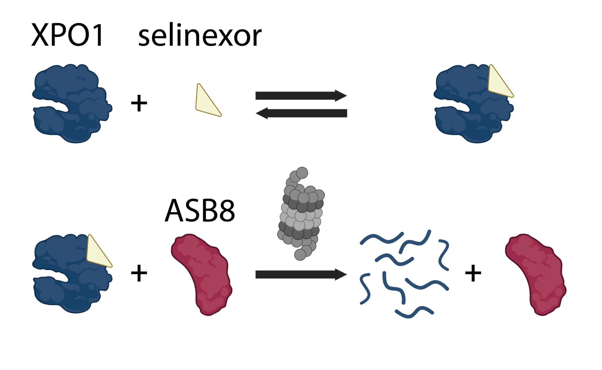 Home – Daelemans Lab